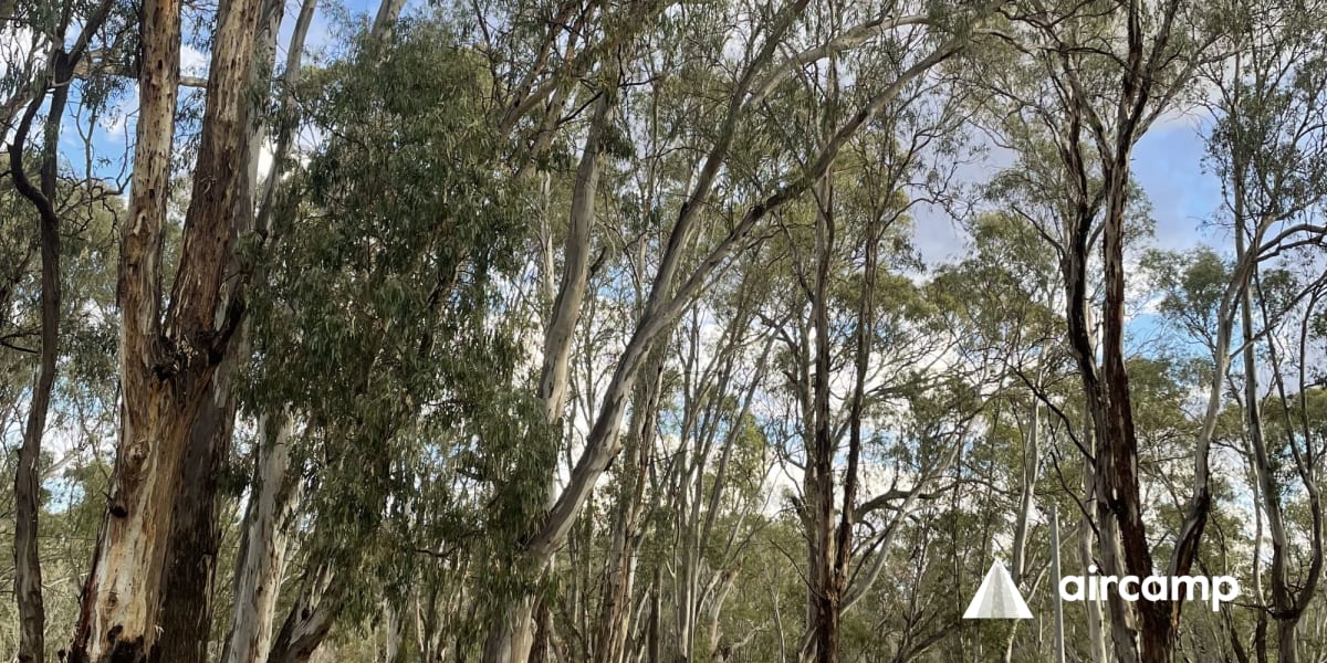Darlington Point - Anycamp