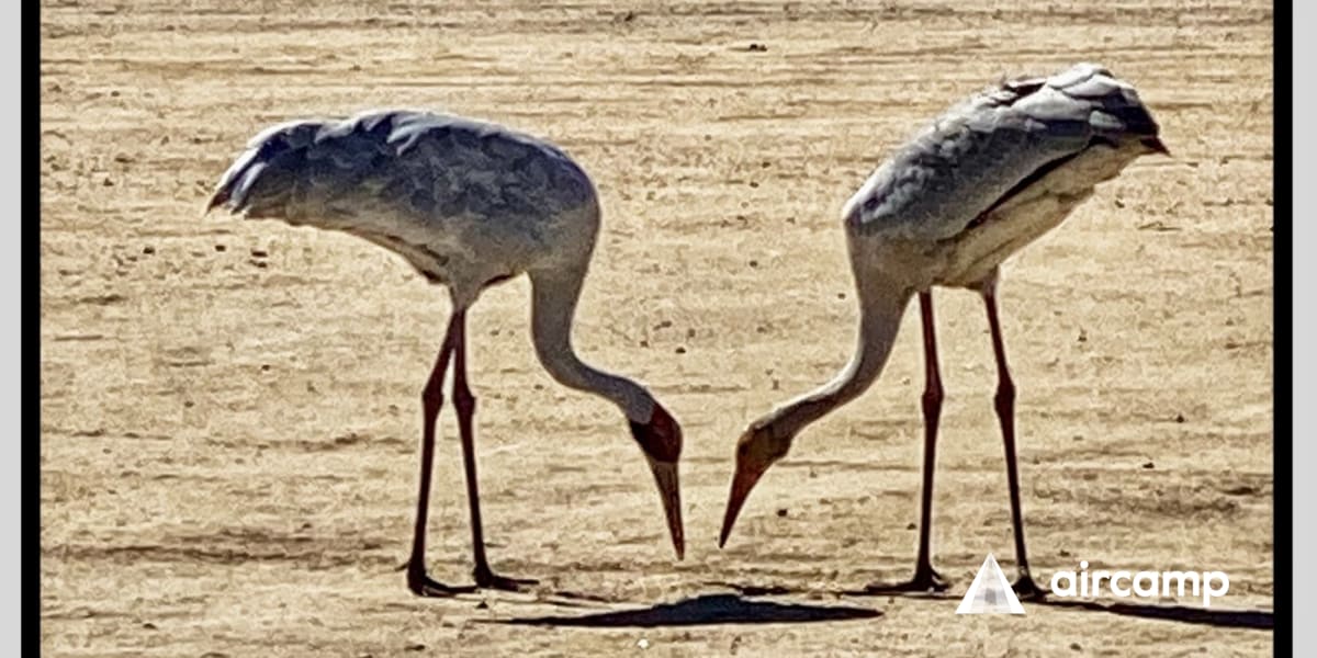 Thomson River Weir Camp Longreach - Anycamp