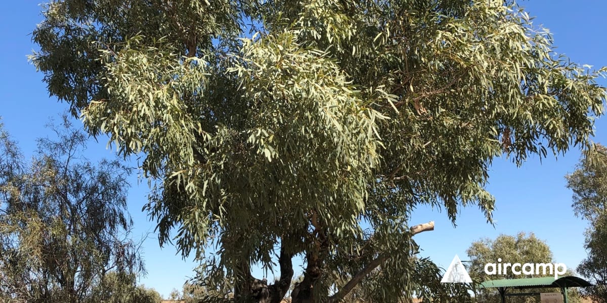 Burke & Wills Tree - Anycamp