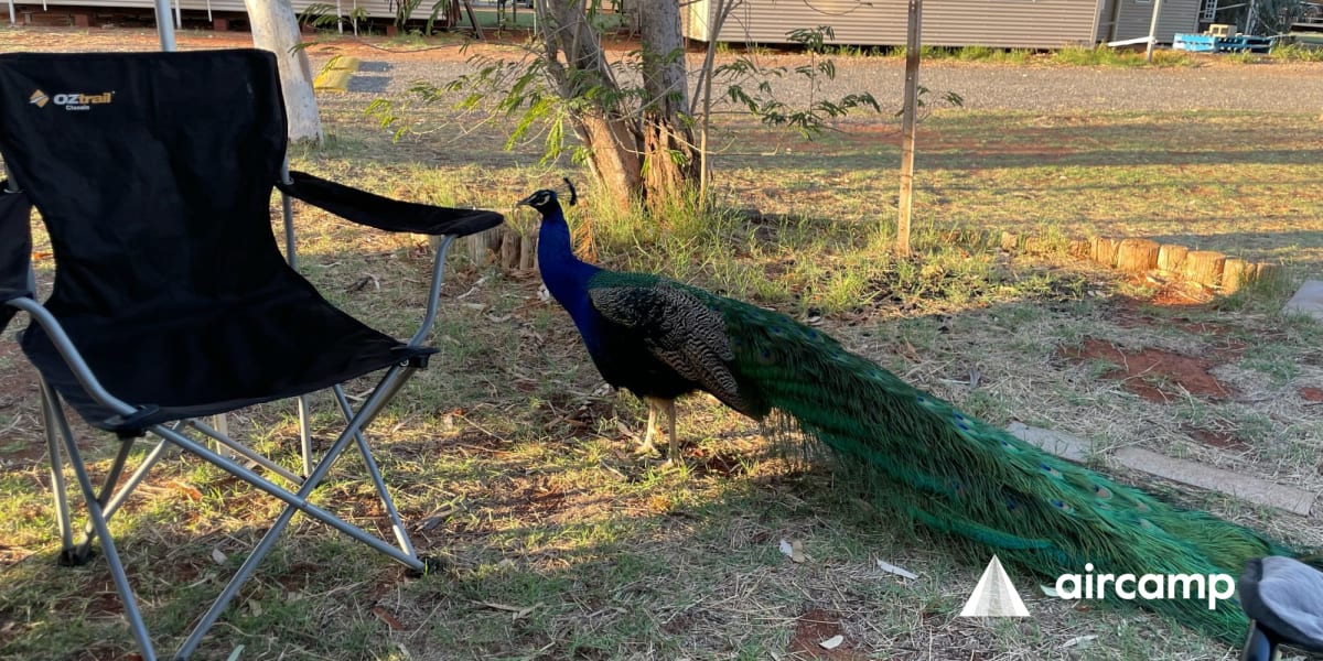 Ti Tree Roadhouse - Anycamp